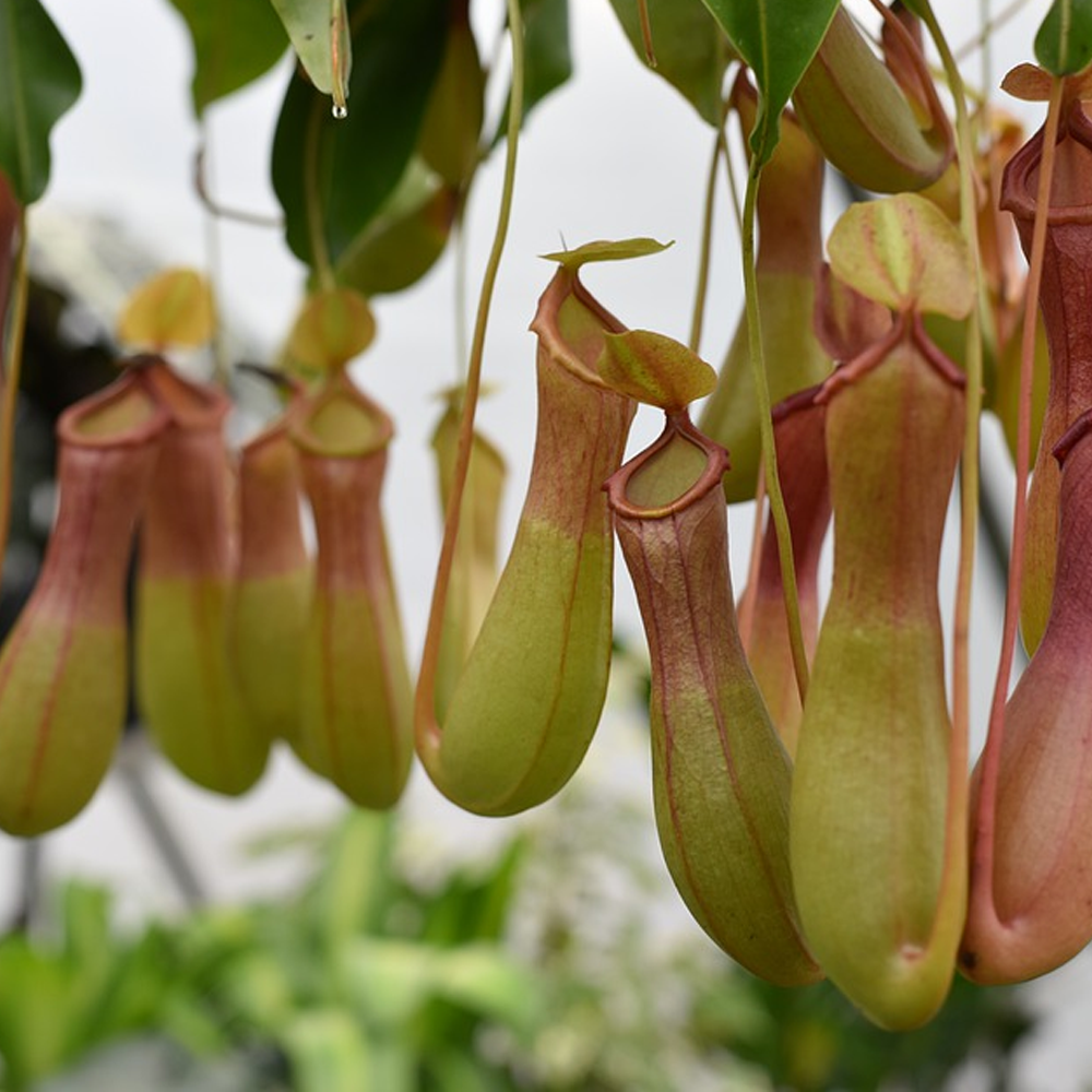 Nepenthes Alata - 10cm - Sundew Plants UK