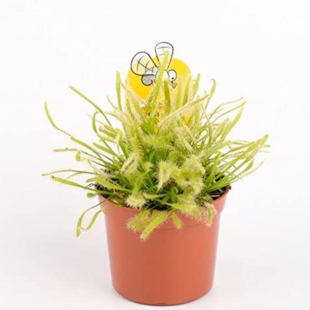 Cape Sundew - 12cm - Sundew Plants UK