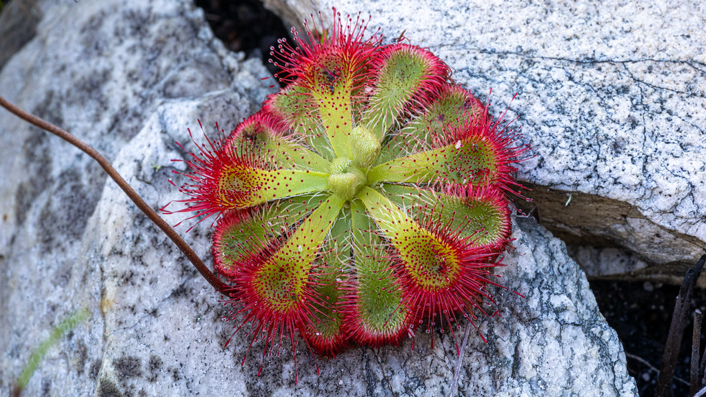 Drosera Aliciae Sundew - Sundew Plants UK